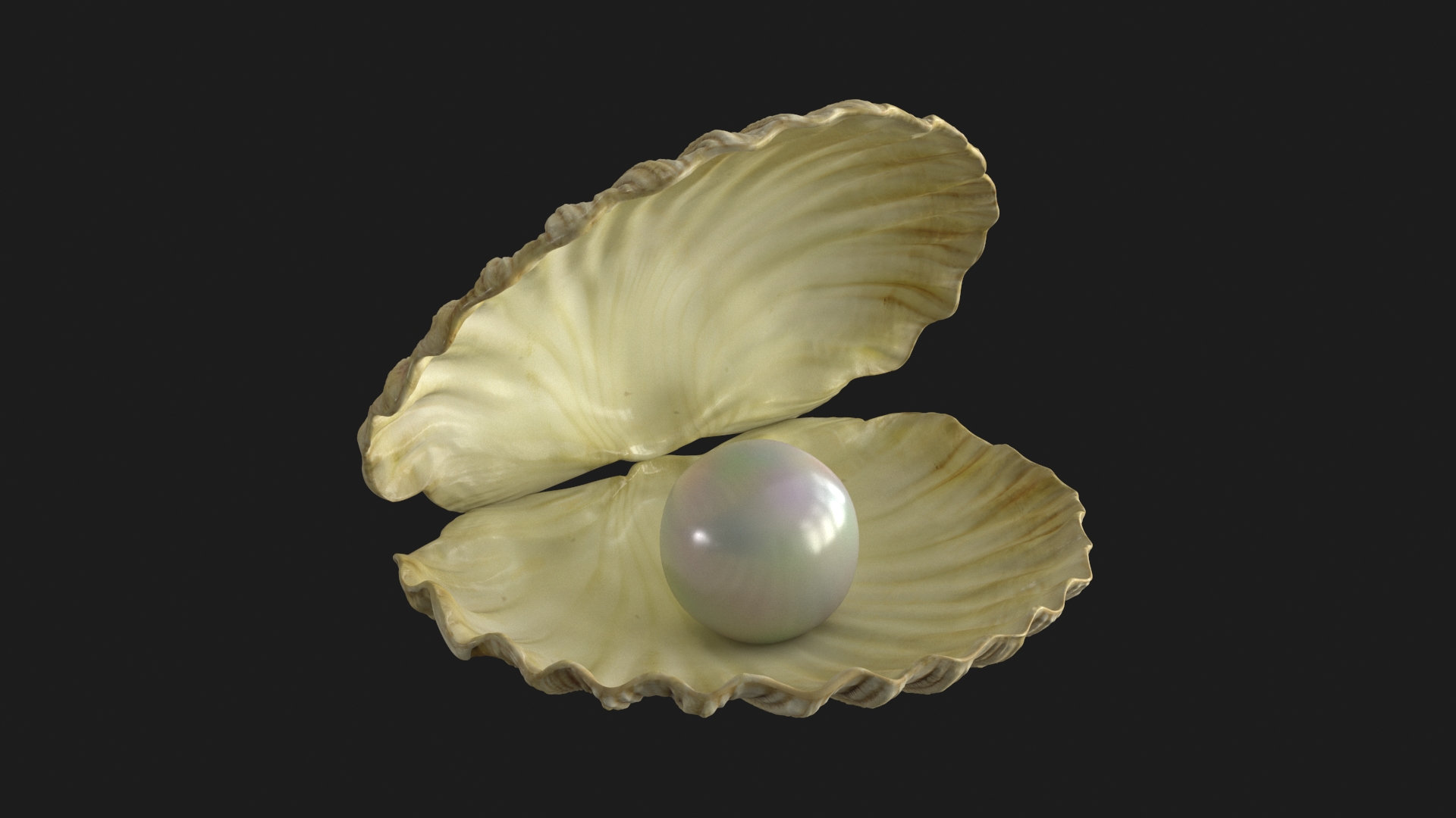 Sea Shell With Pearl | Fab
