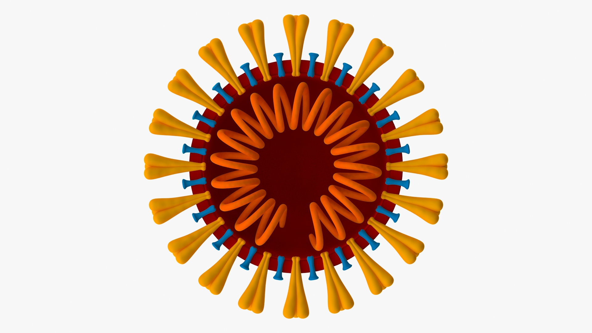 Coronavirus v3 Cross Section | Fab