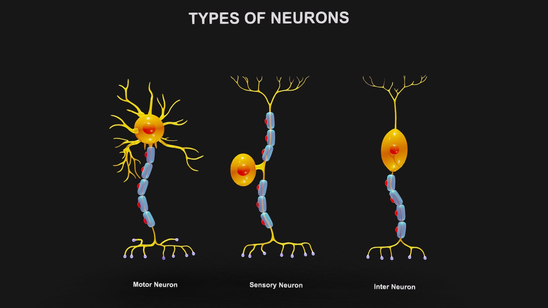 Types Of Neurons Sensory Motor Somatic Reflex: What Is It, Types, And