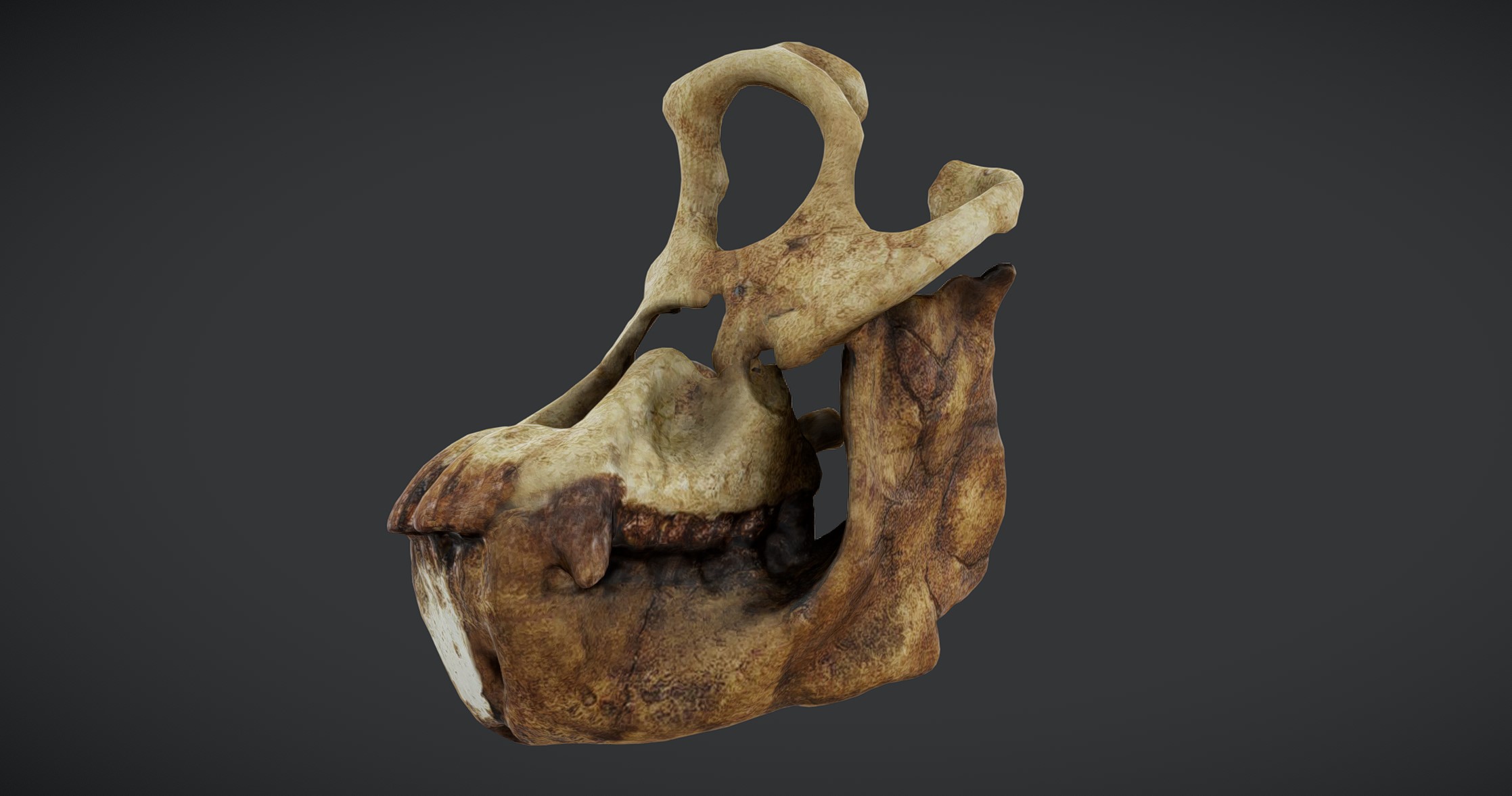 Sivapithecus - Low Poly 3D Skull Model | Fab