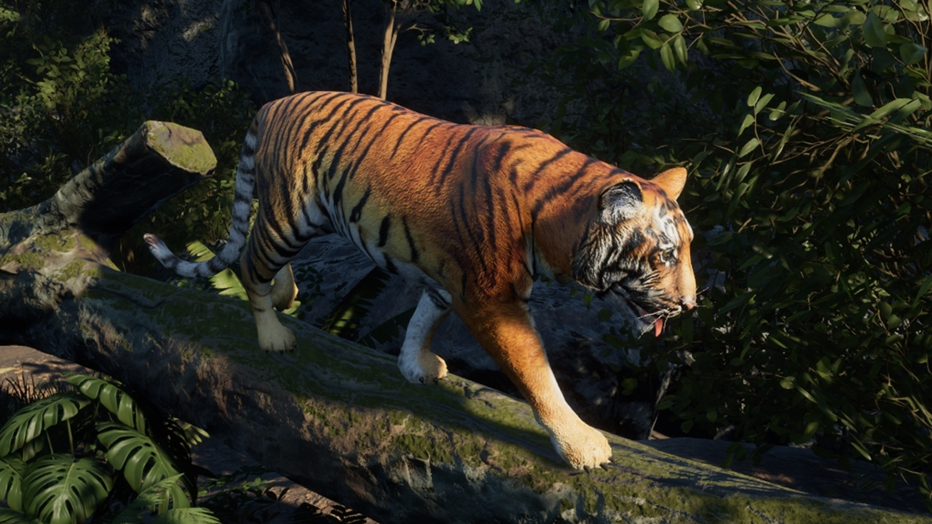 Medhue Tiger | Fab