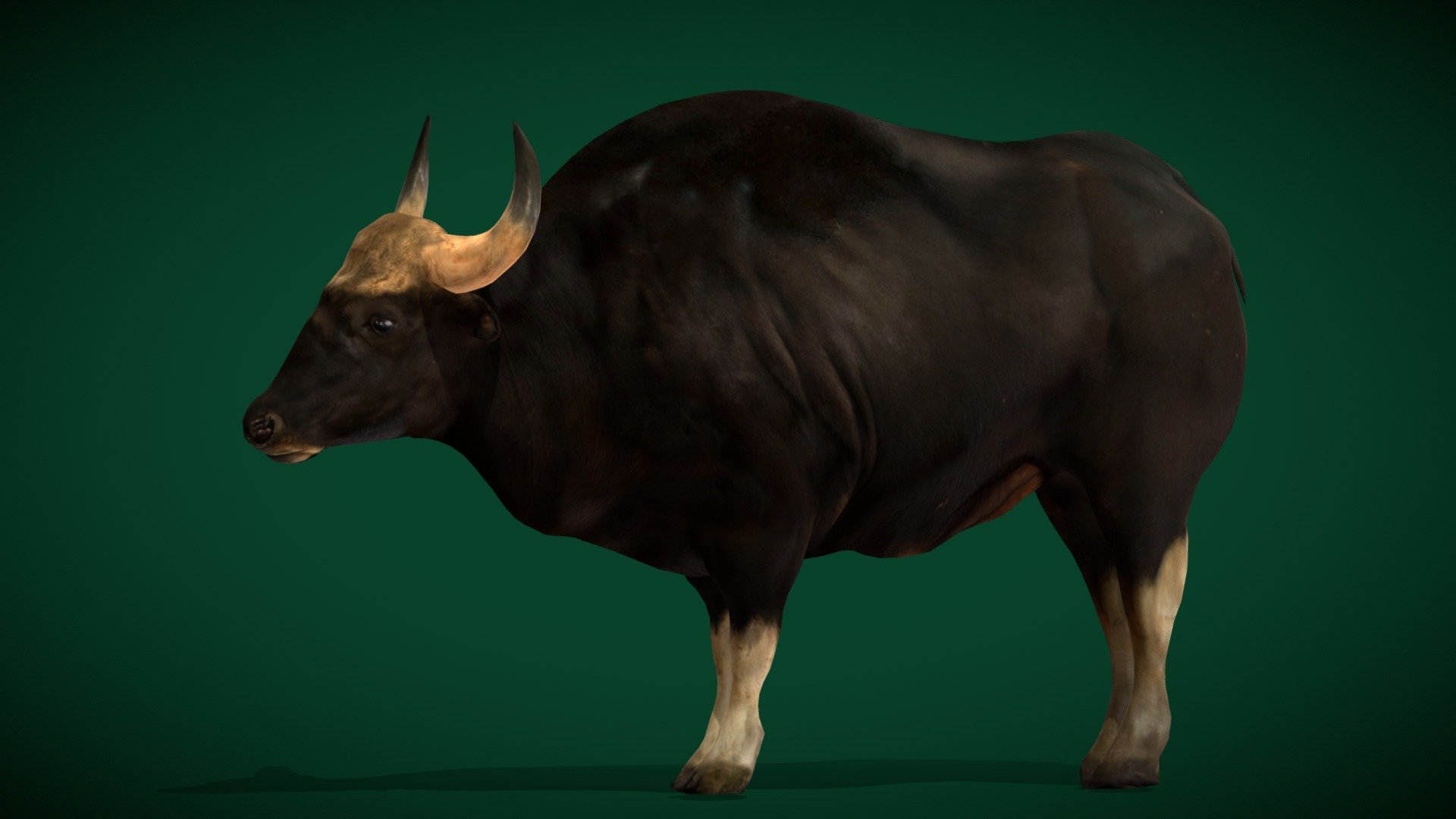 Toro Gaur 9 Lesser Known Cloned Animals