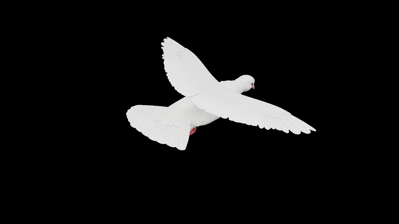 Animated White Dove