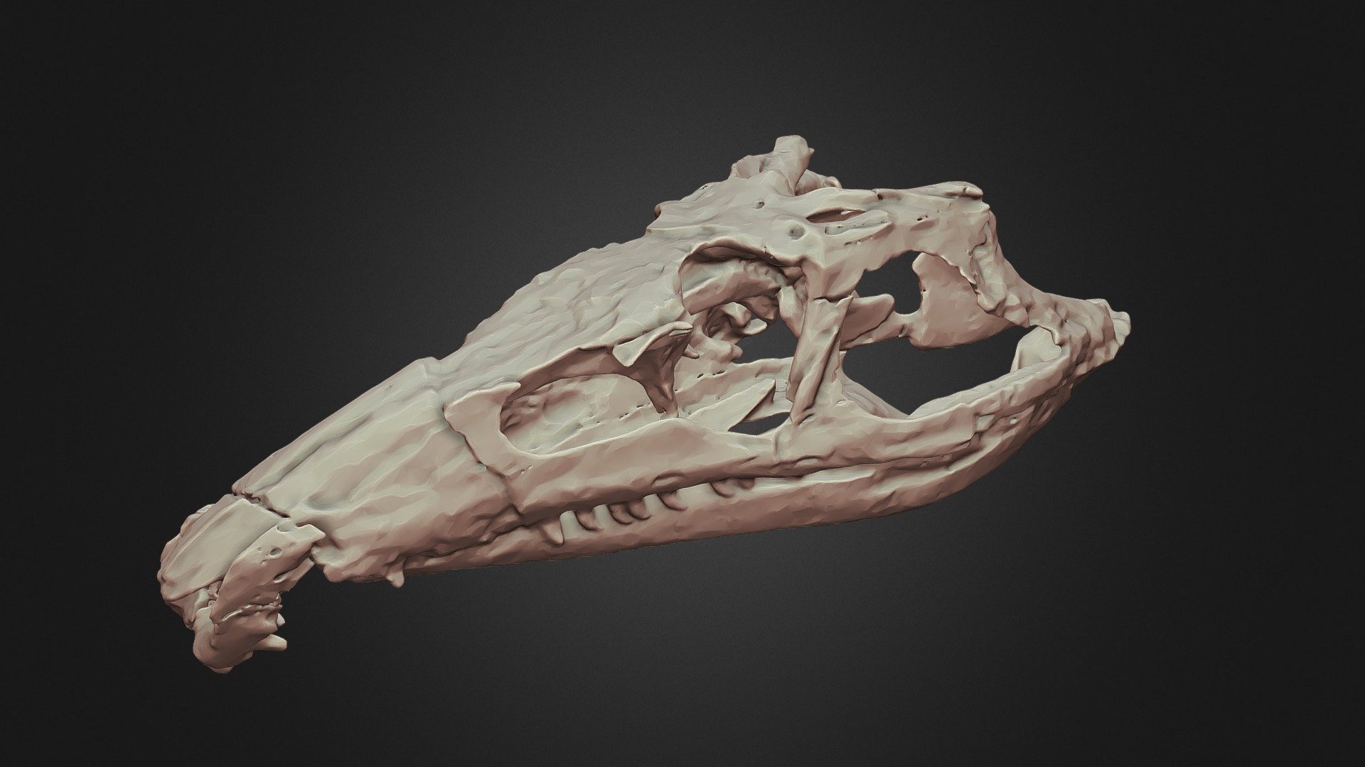 Proterosuchus