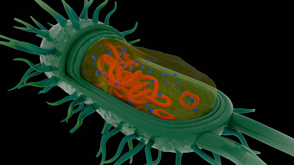 Bacterial Cell Structure 3d 3d Model Virus Structure