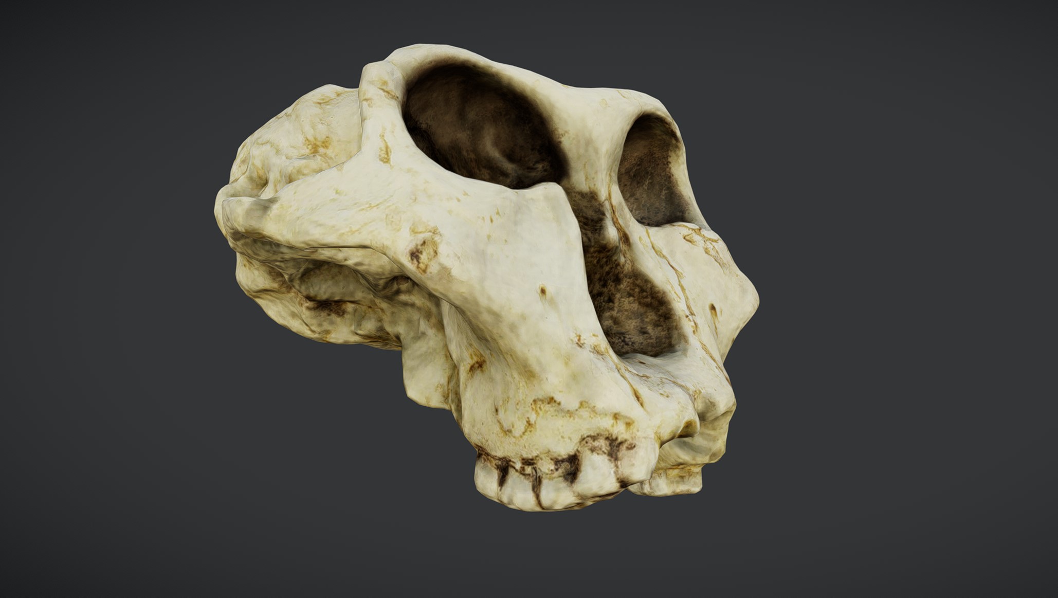 Australopithecus Robustus - Low Poly 3D Skull Model | Fab