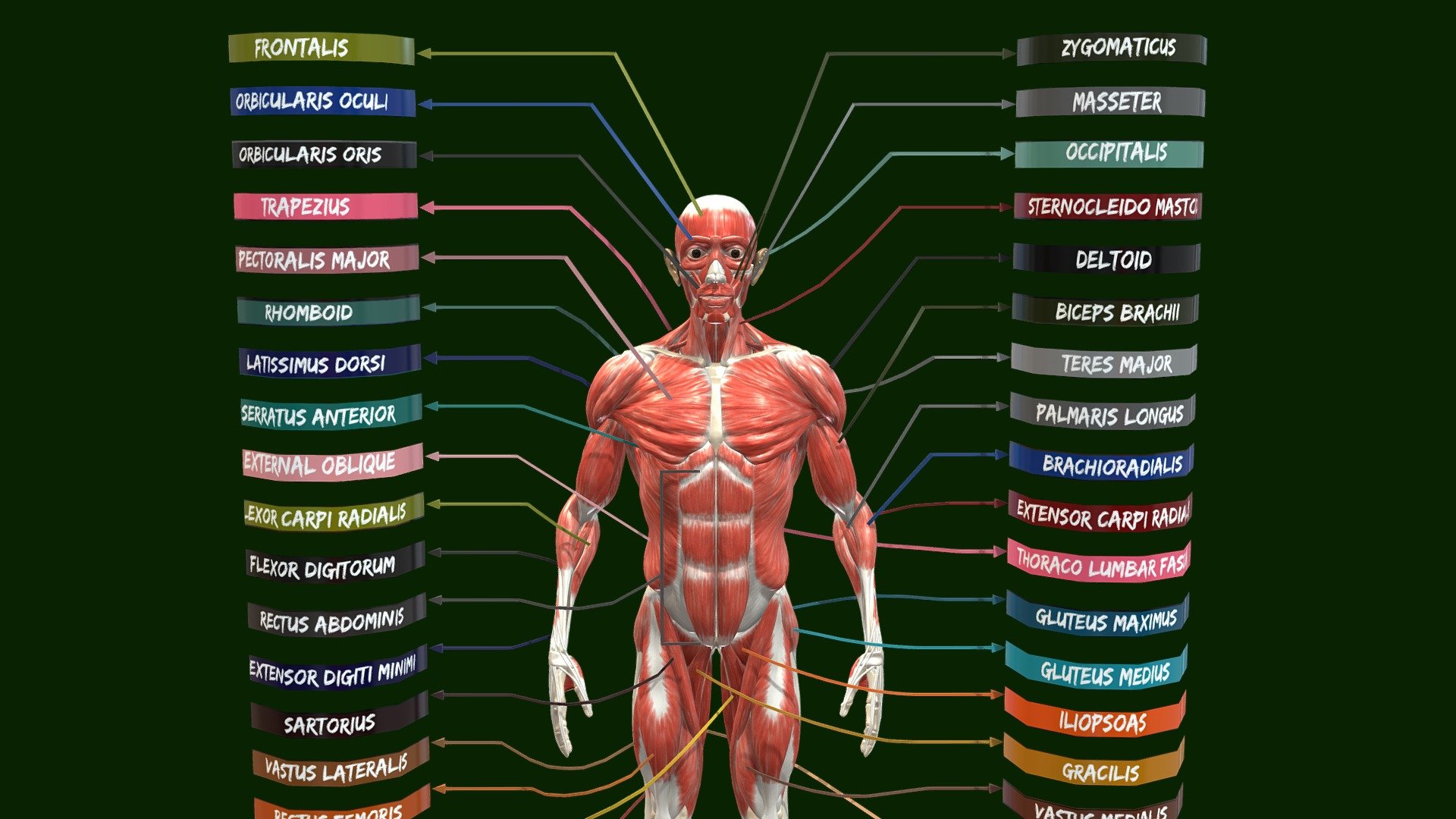 Anatomy Of Human Body Muscles Human Body Muscles Different Colors Text
