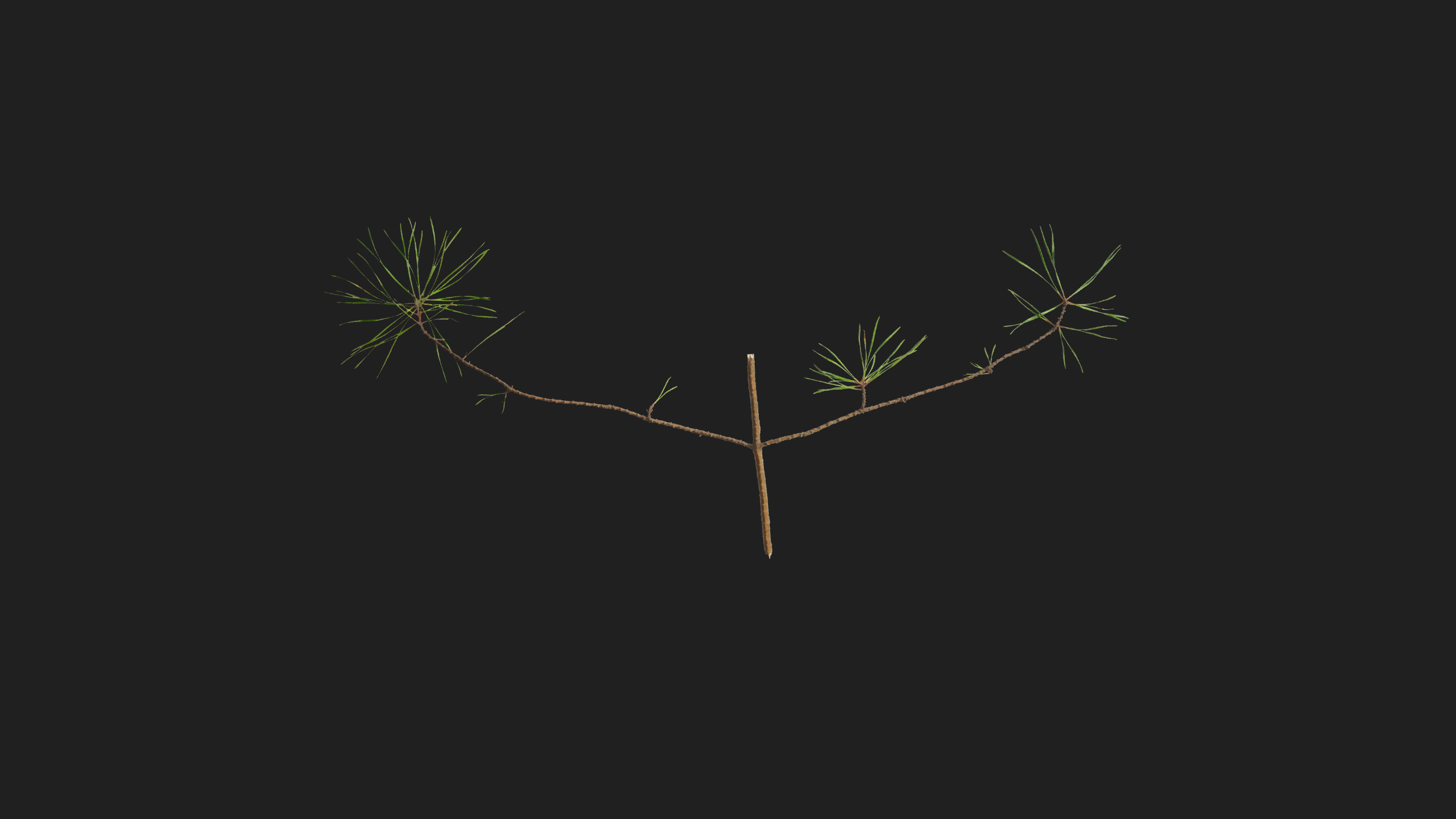 Scrub Pine Twig 02 | Fab