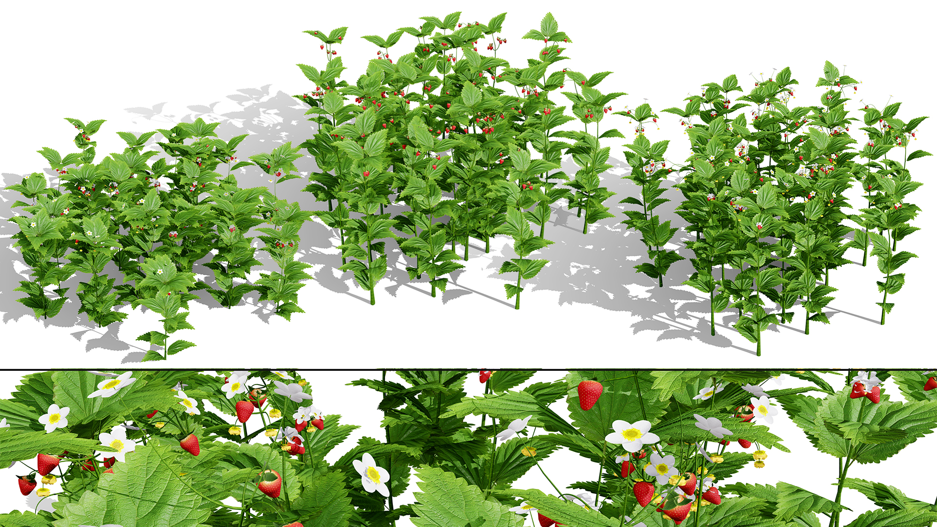 Fragaria Vesca Ground Cover 3D Model | Fab