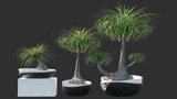 Apartment Palm Plant | Fab