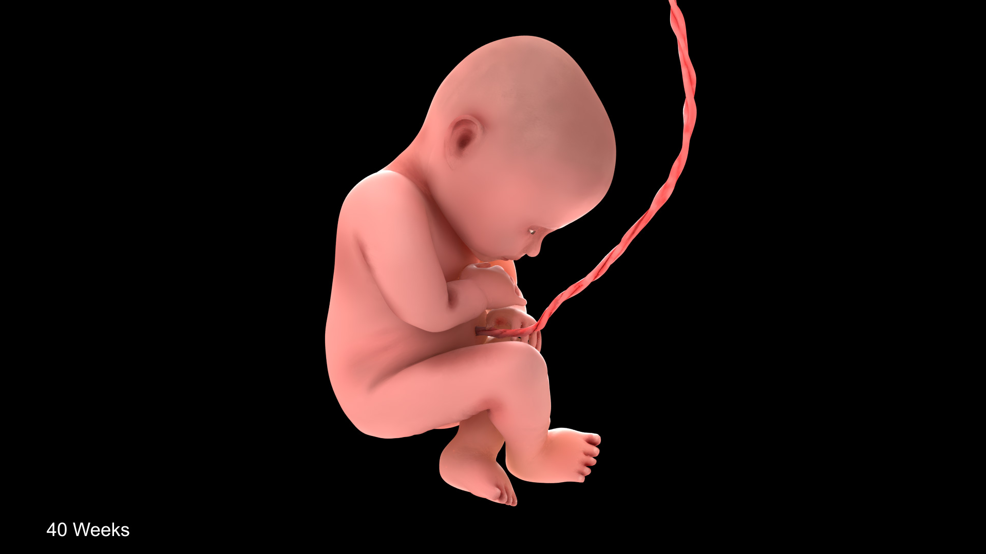 3D Animated Human Fetus | Fab