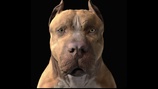 Pitbull Dog – Realistic Rigged & Animated (Game-Ready Animal) | Fab
