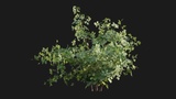 Rubus fruticosus - Blackberry - 02 | Fab
