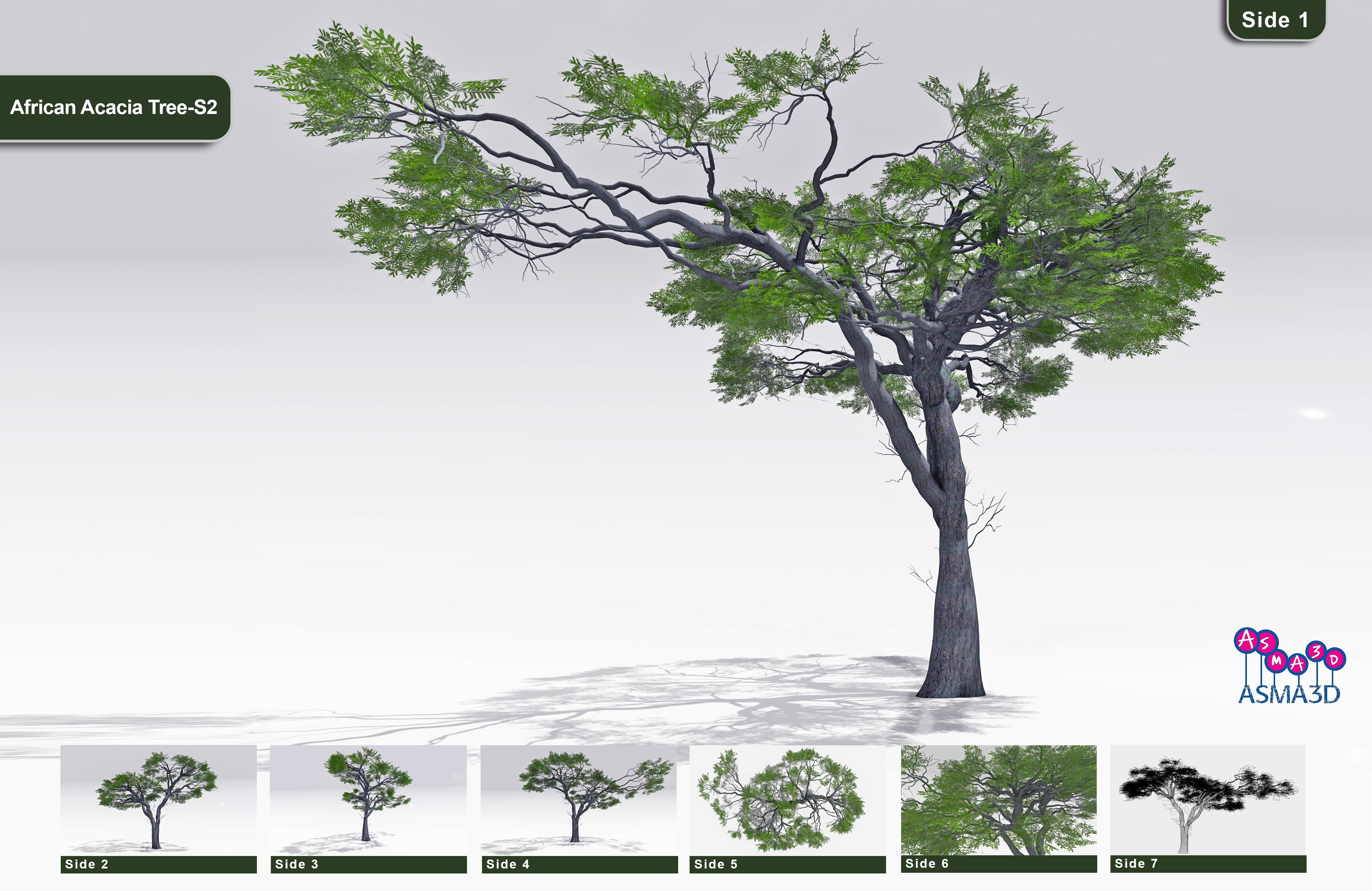 African Acacia Tree-S2 | Fab