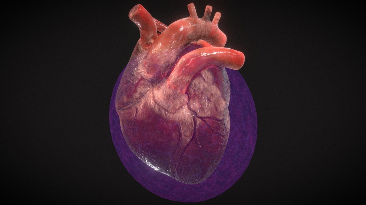 ModelHuman Heart Pericarditis | Fab