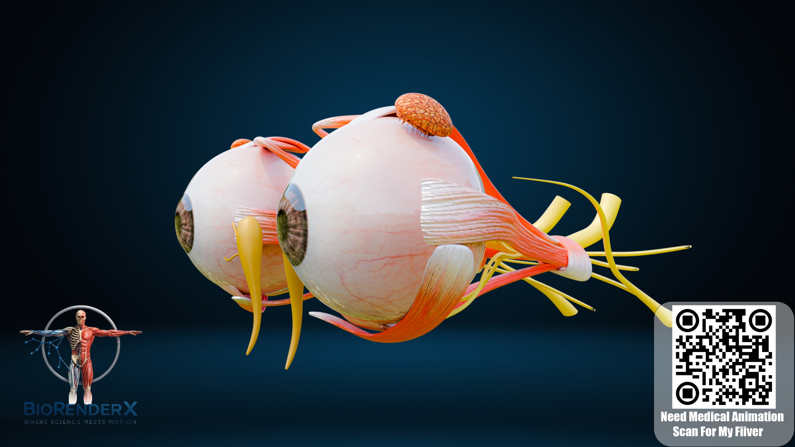 Human Eye Anatomy 3D Model | Extraocular Muscles, Optic Nerve & Ocular ...