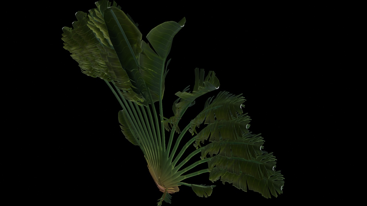 Lush Green Banana Tree Leaves | Fab