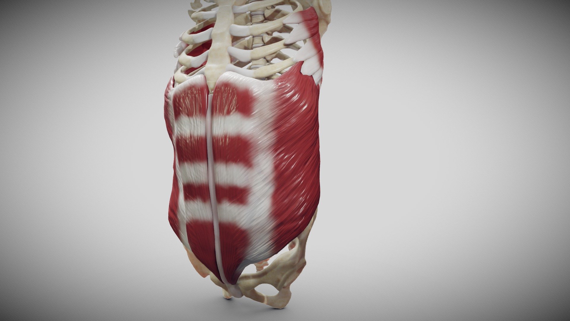External oblique and linea alba | Fab