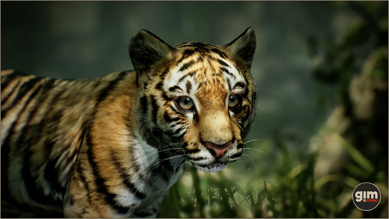 Animalia - Tiger (young) | Fab