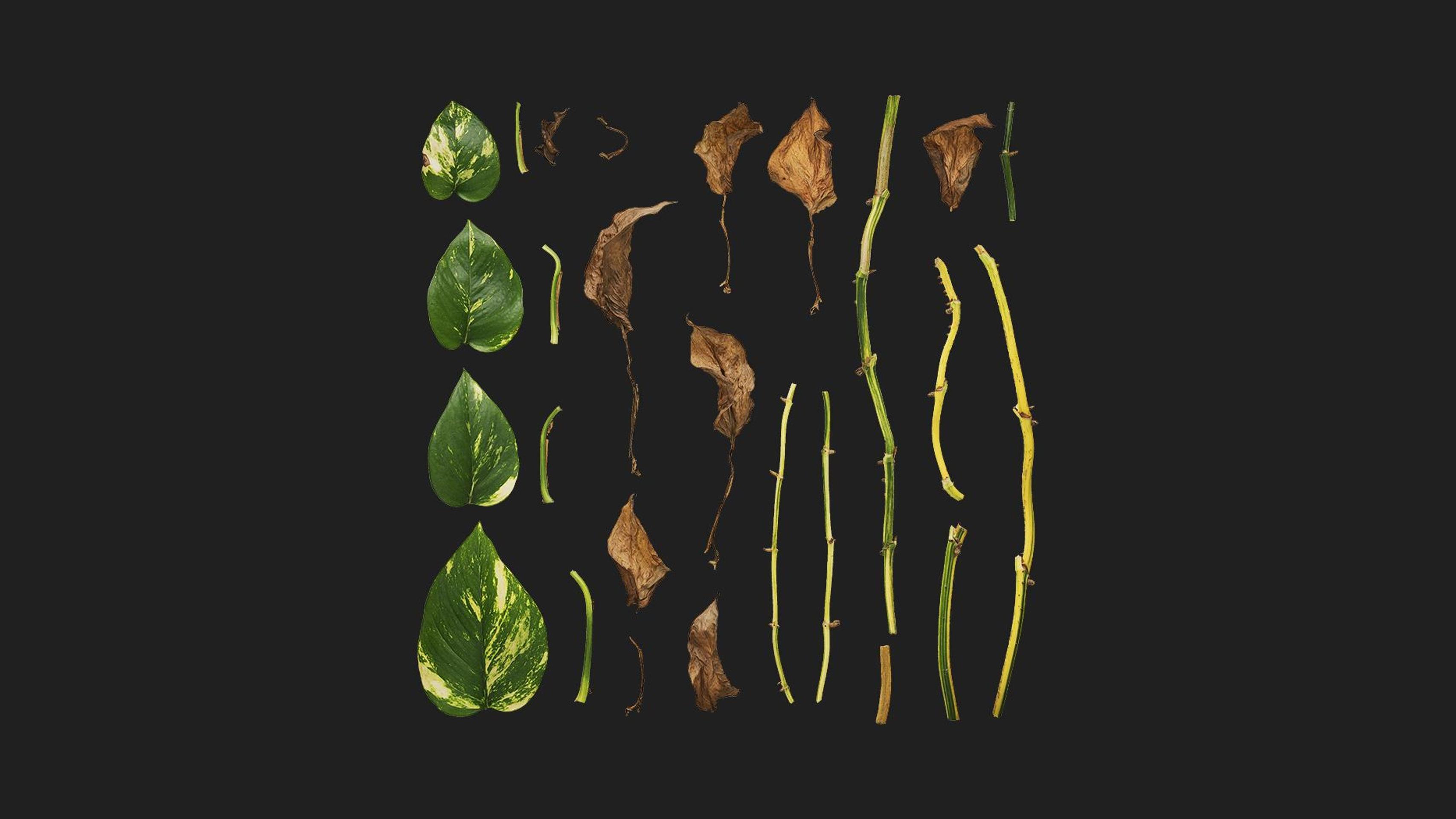 Devil's Ivy | Fab