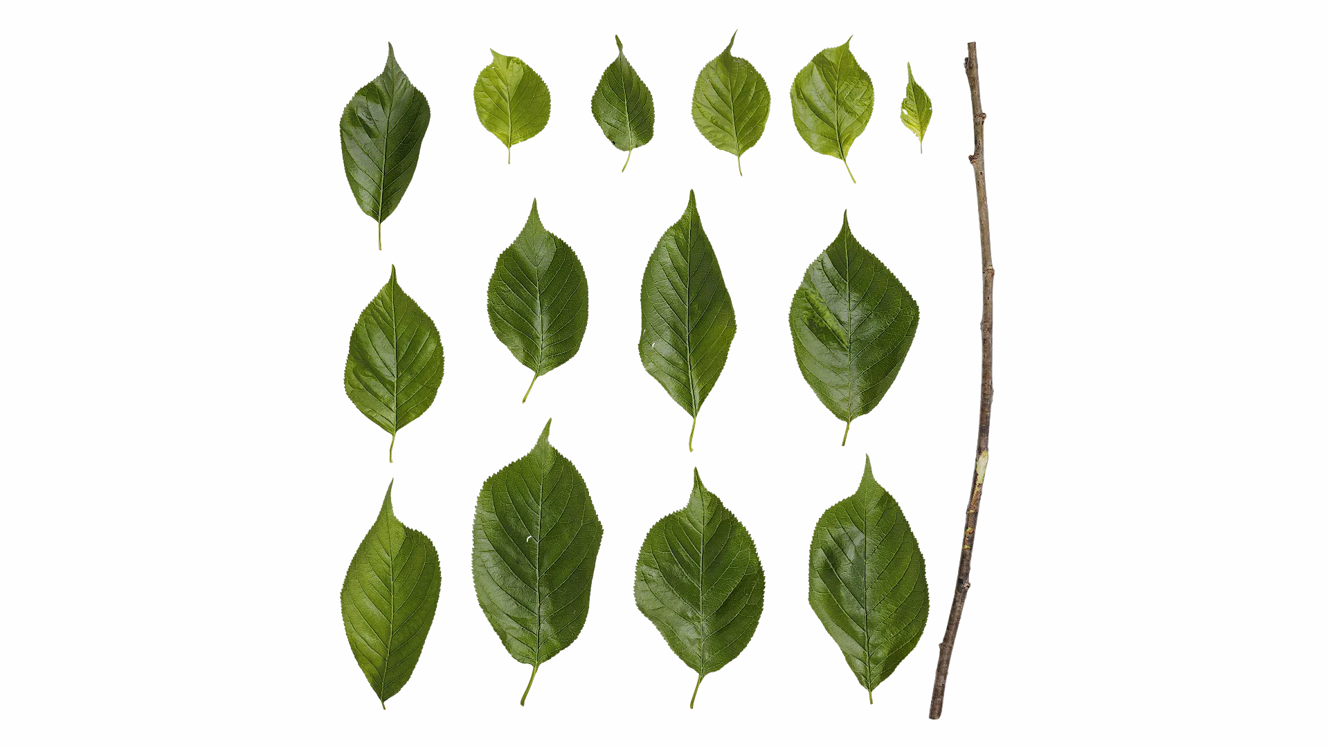 Prunus pseudocerasus Leaf 01 | Fab