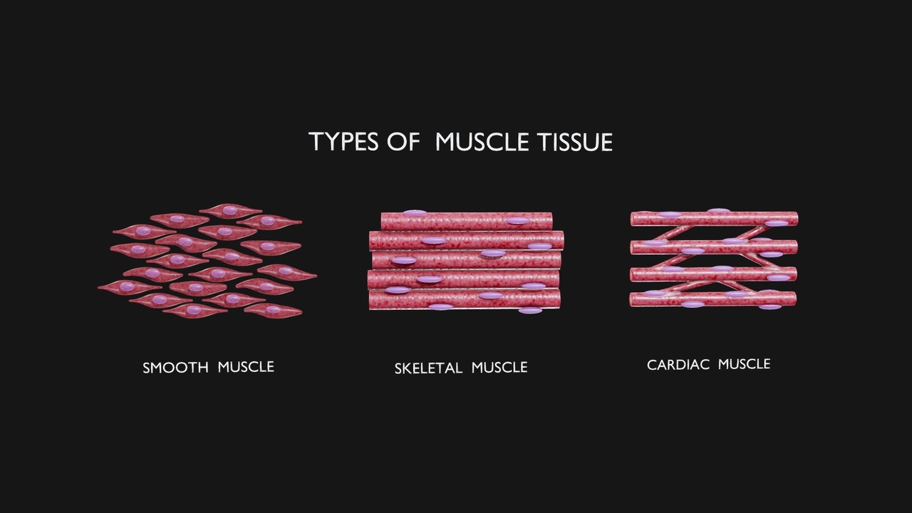 Skeletal Muscle Types