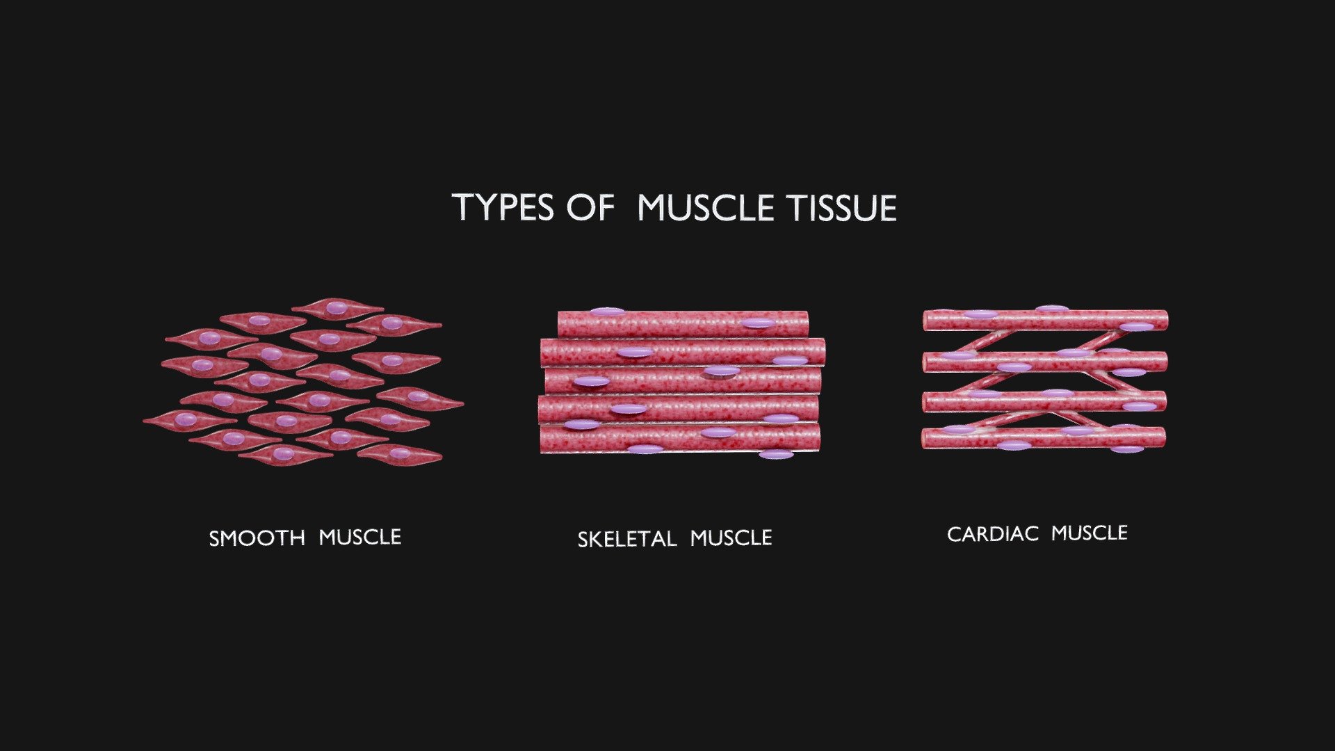 Muscle Tissue Types Types Of Muscle Tissue (Skeletal, Smooth, Cardiac