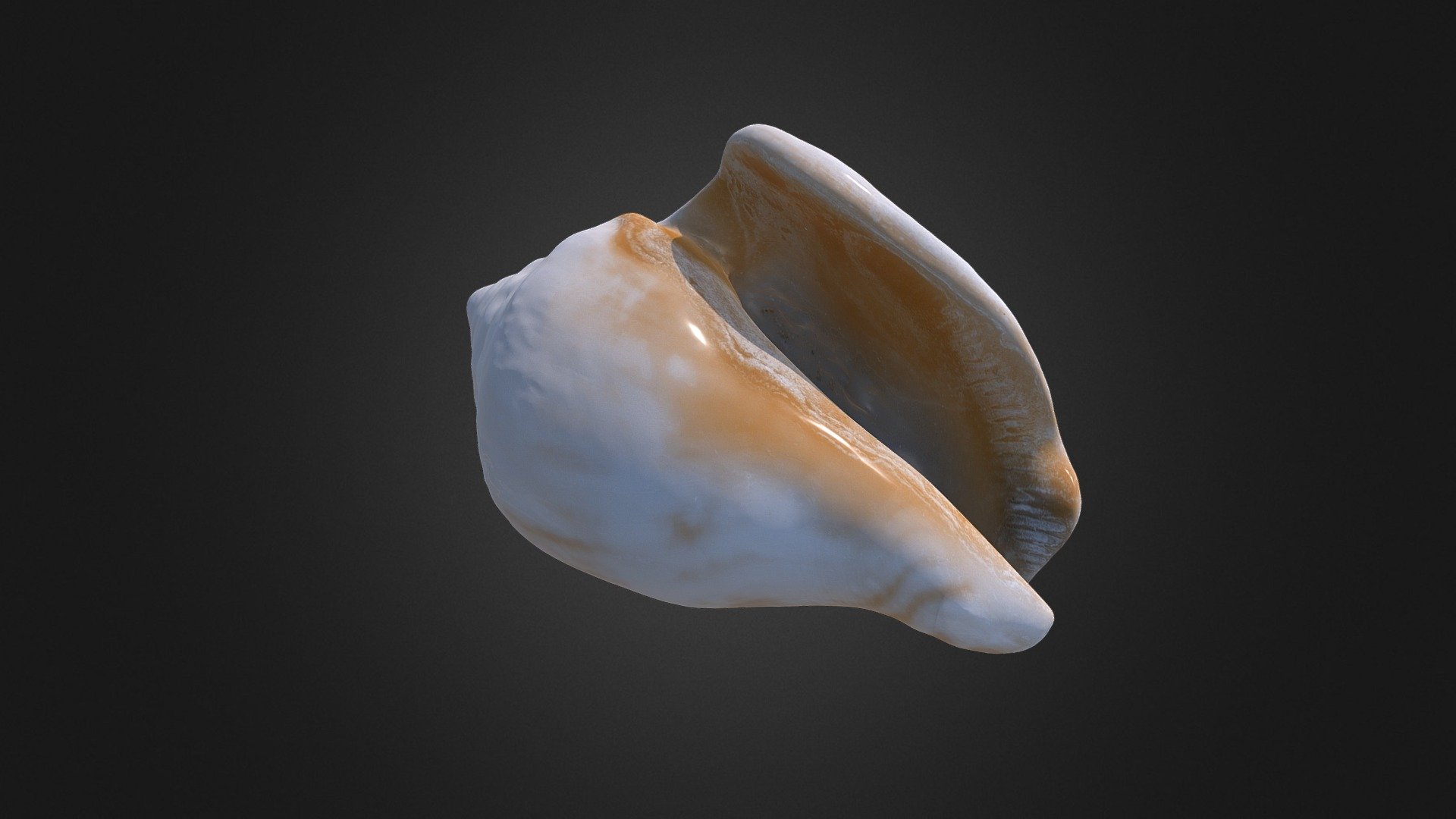 Seashell 03 3D Scan | Fab