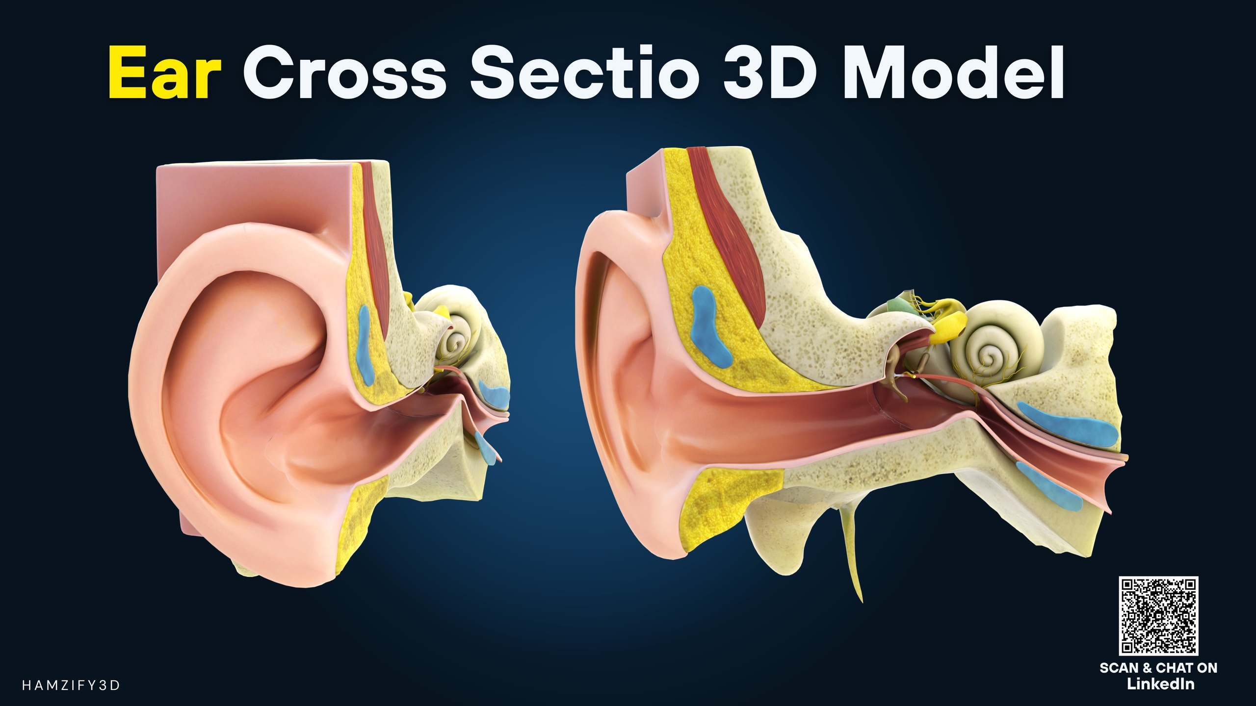 3D Human Ear Anatomy Detailed Cross Section Model | Fab