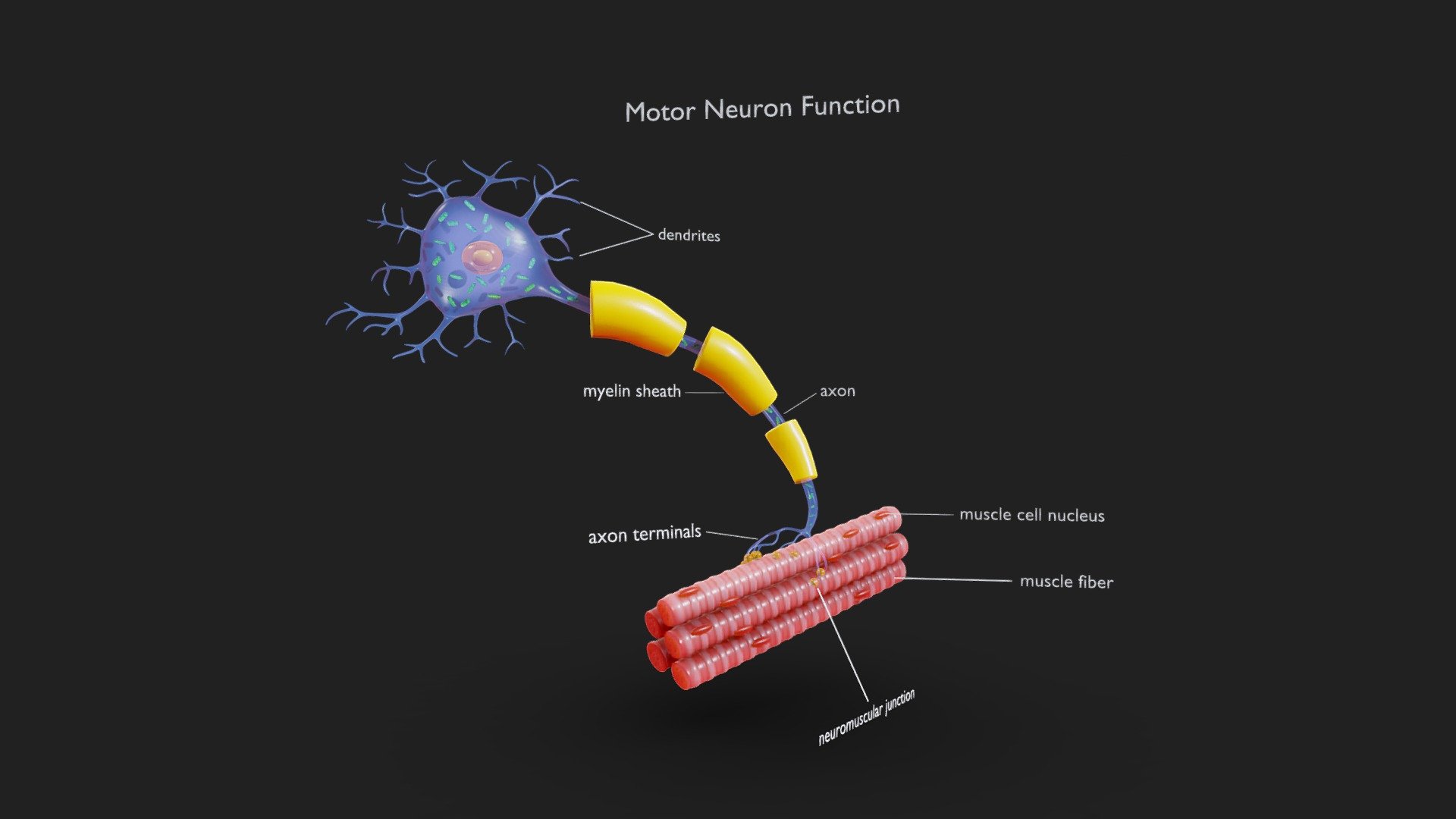 Motor Neurons Diagram