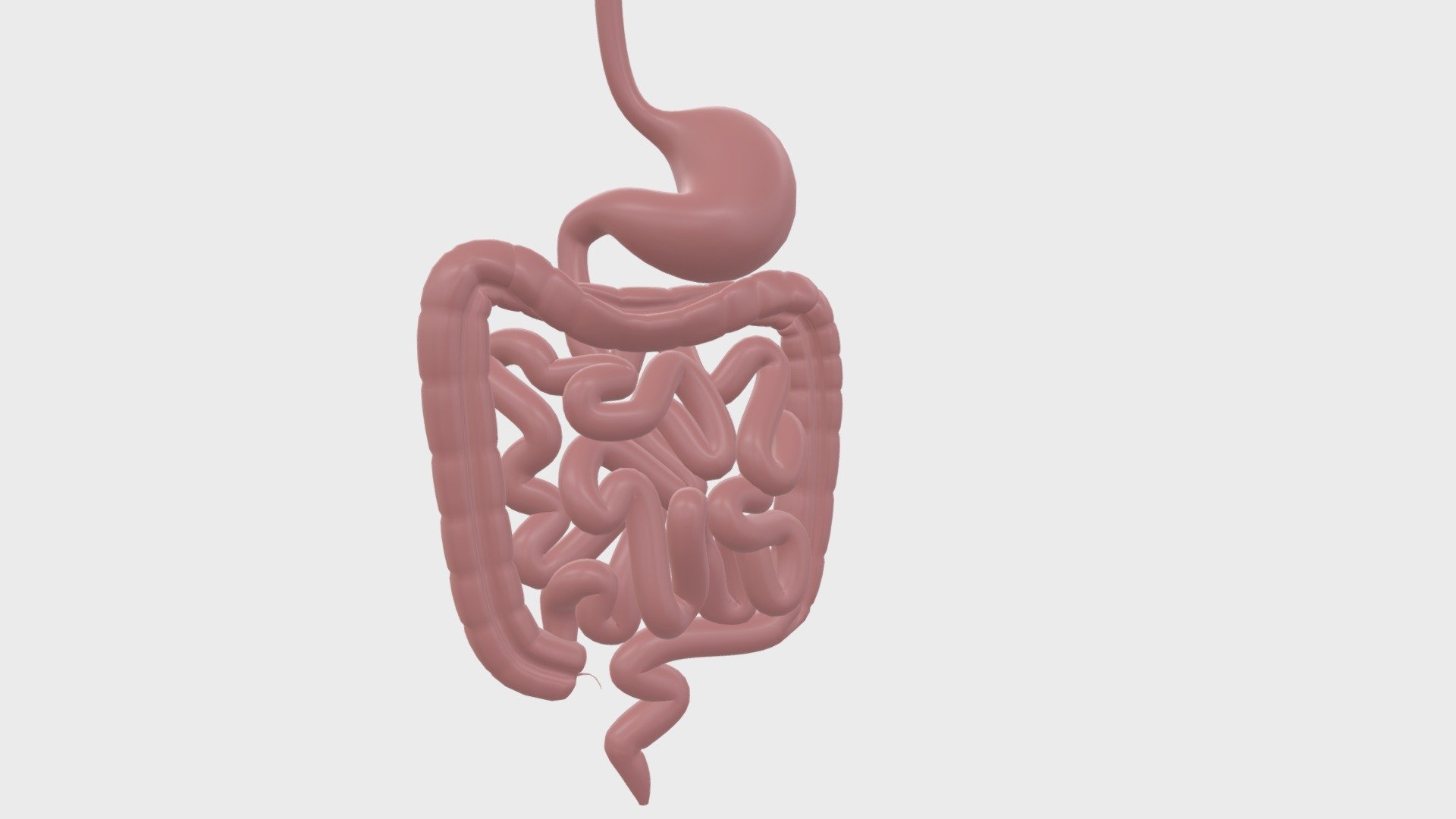 Anatomy - Digestive Gastrointestinal Tract 2 | Fab