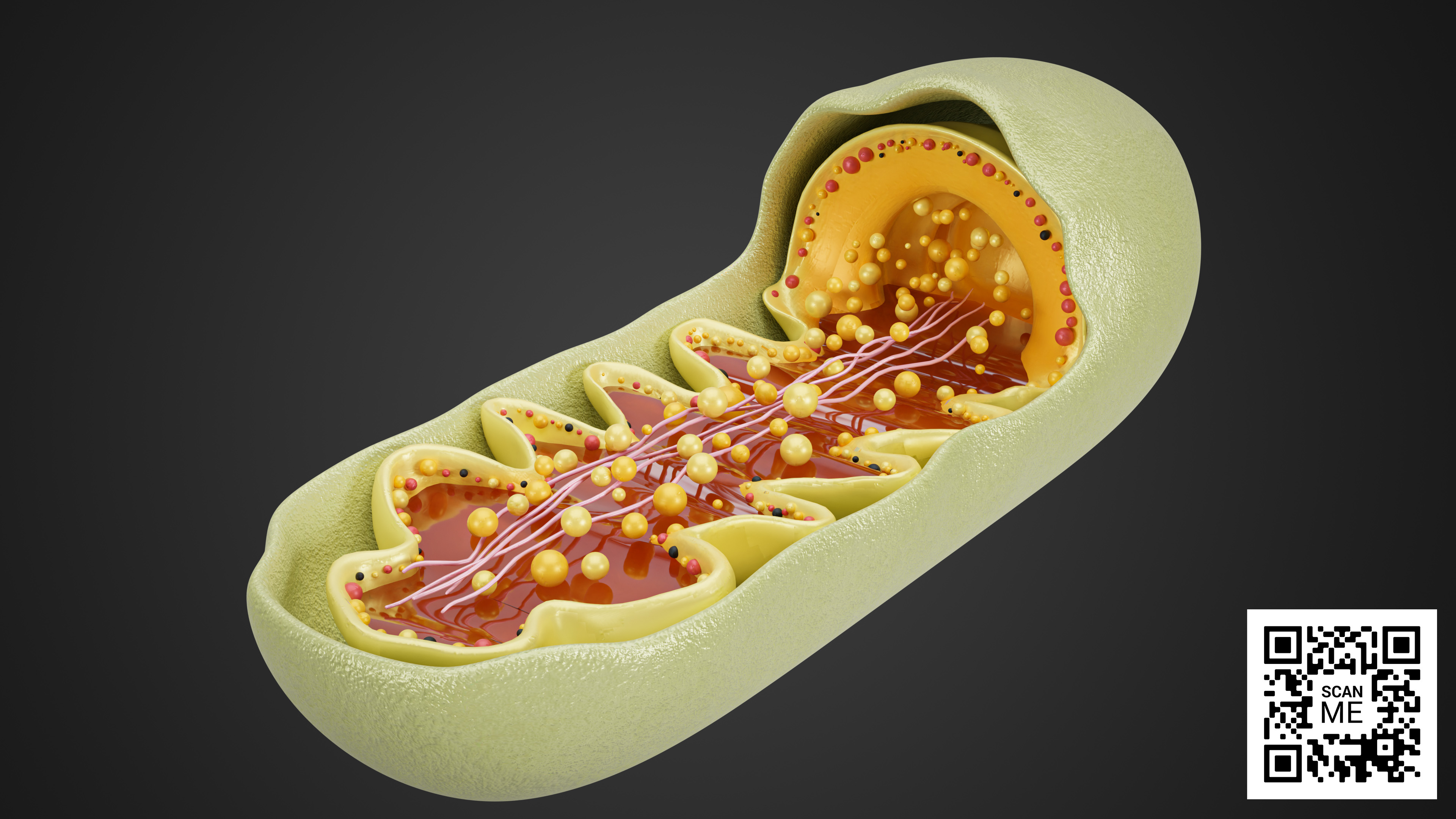 Mitochondrion Cross-Section – Detailed 3D Organelle Model | Fab
