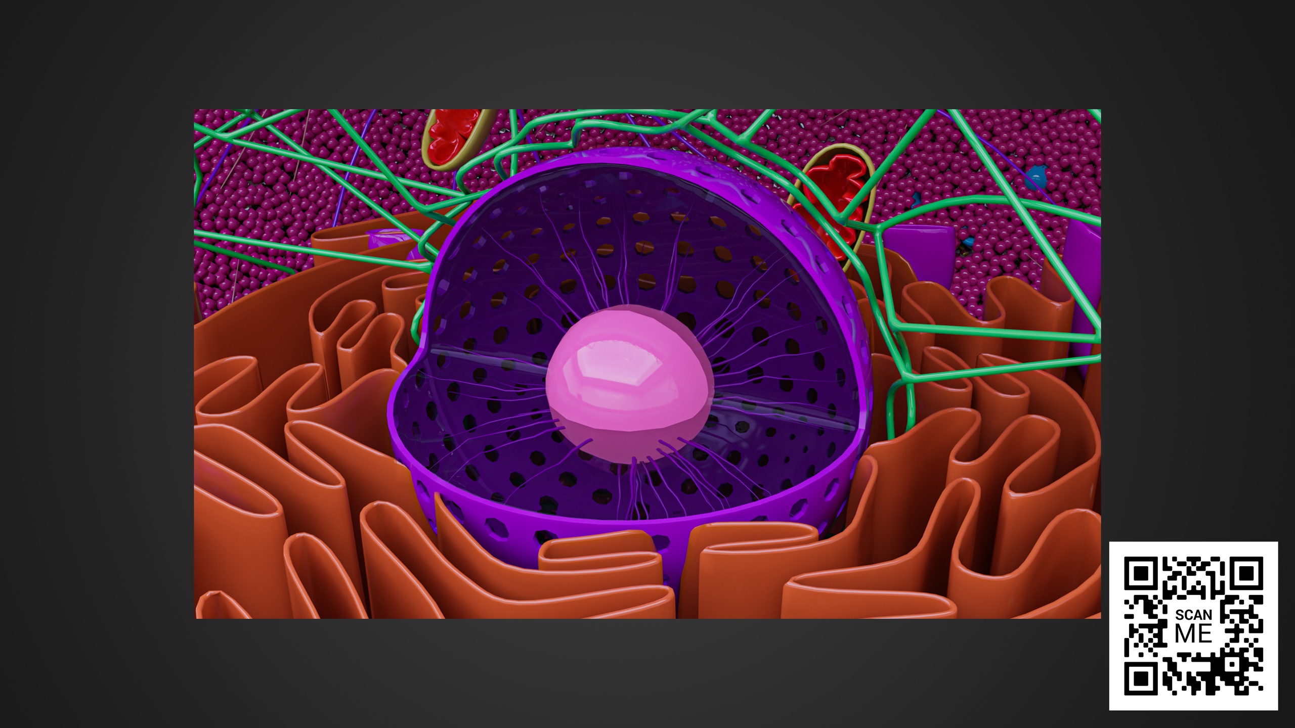 Human Cell Anatomy Cross Section 3D Model Detailed Organelles Nucleus ...