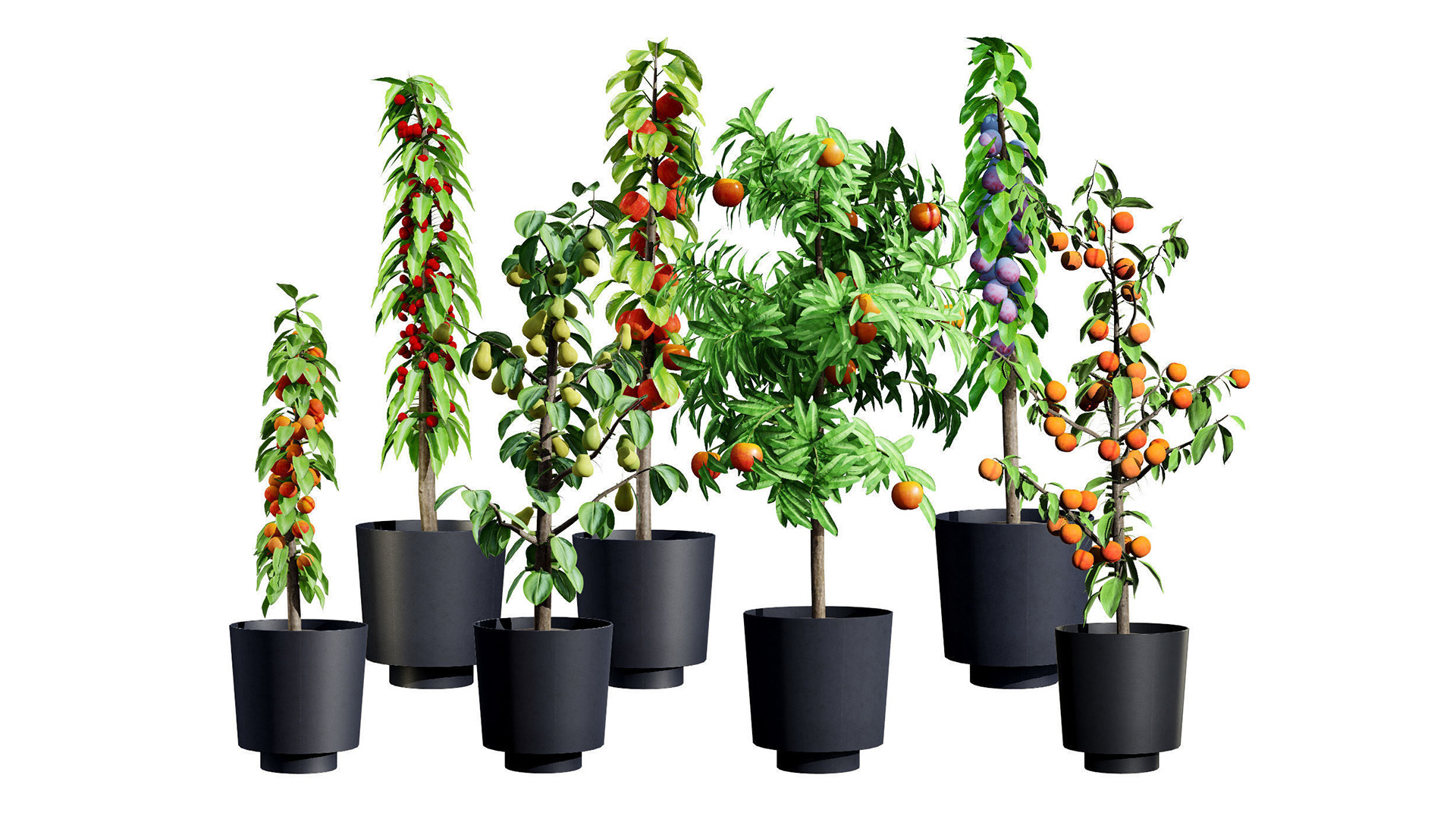 Columnar Fruit Trees | Fab