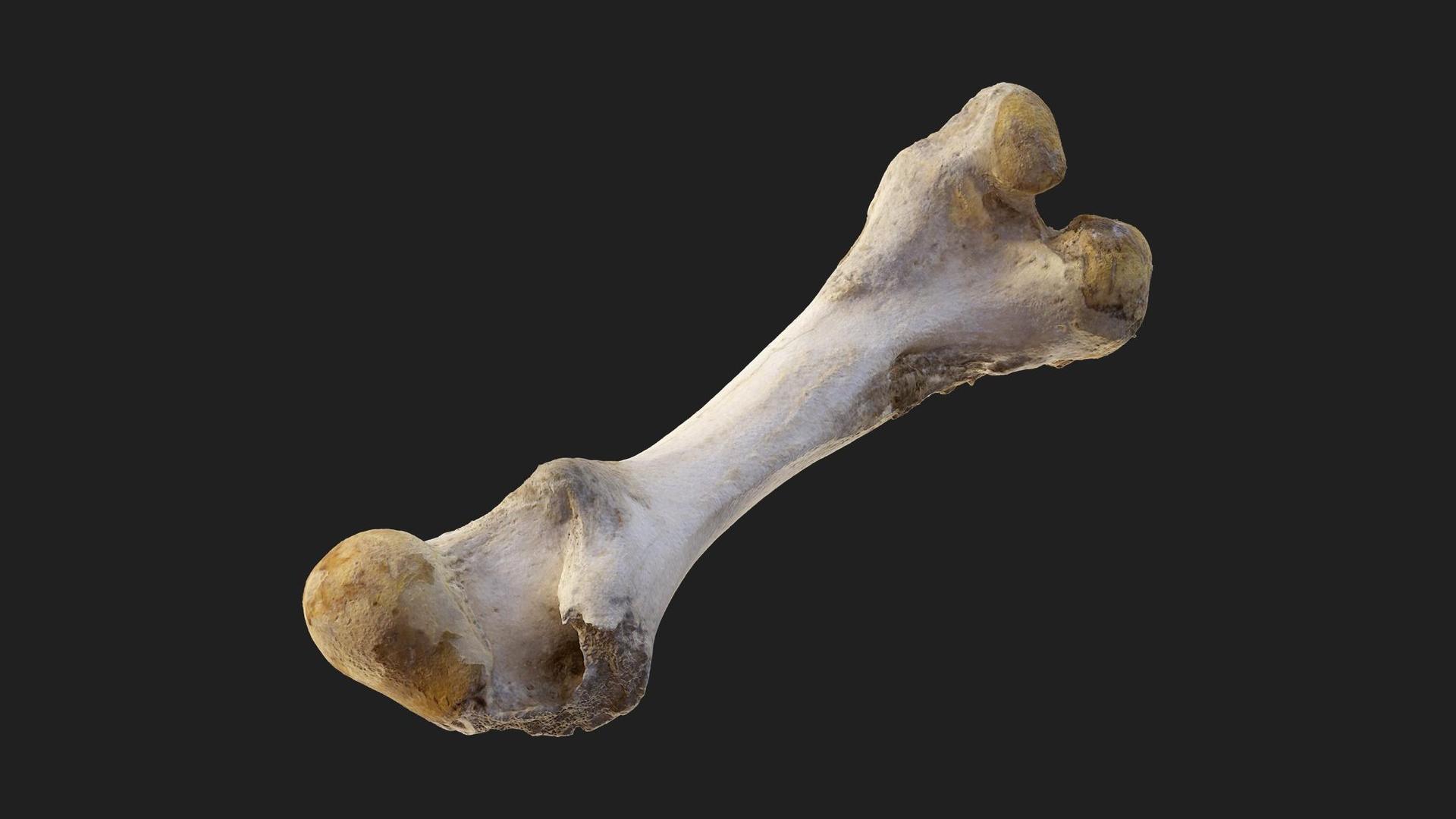 Ram Leg Bone | Fab