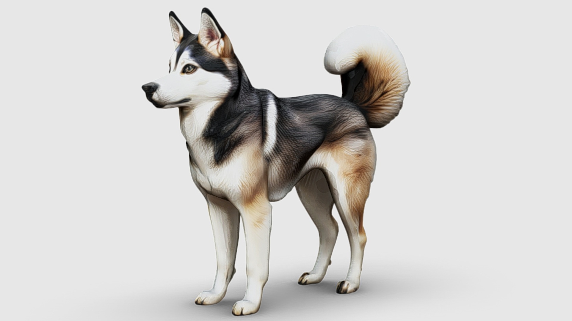 Husky Dog | Fab