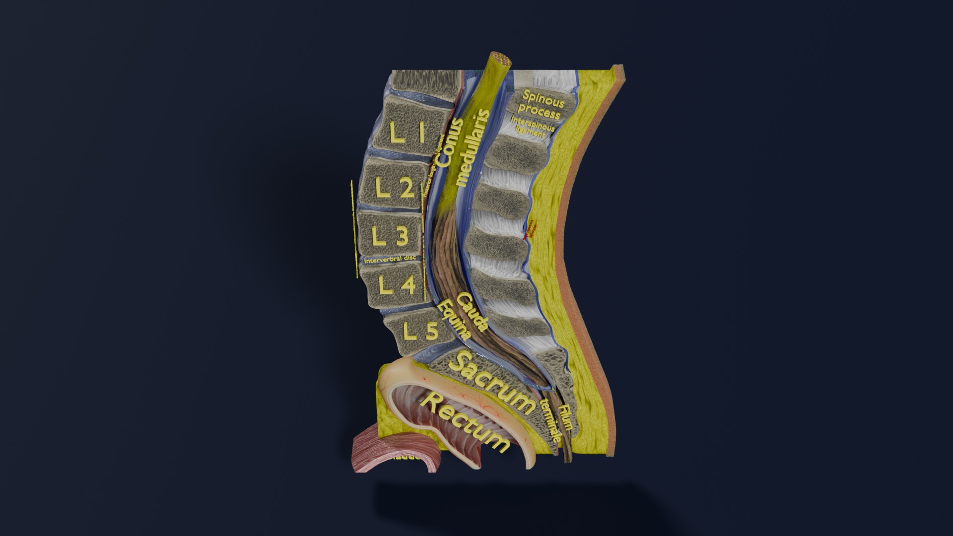 Lower Back Longitudinal section anatomy | Fab