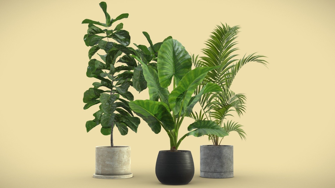 Indoor Plants Pack 10 | Fab