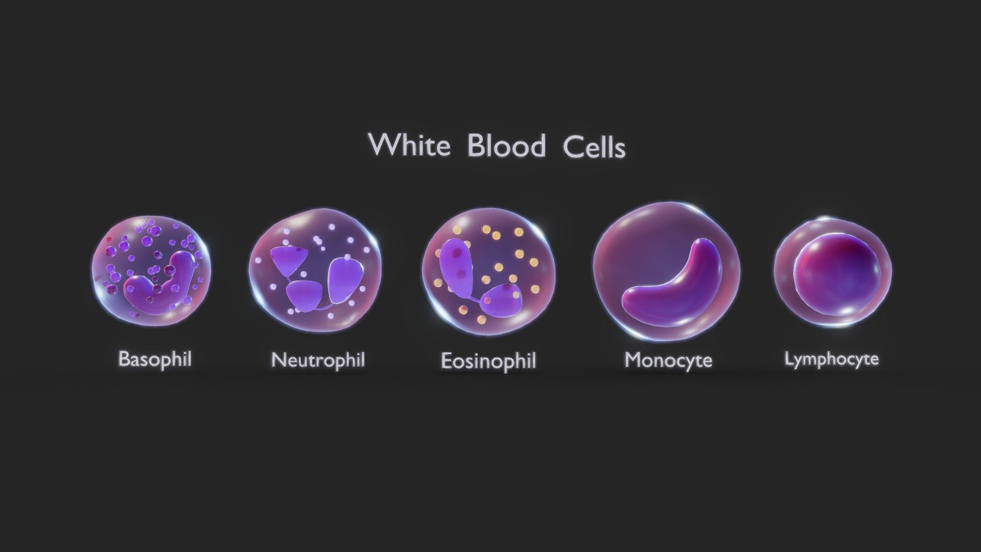 Types Of White Blood Cells