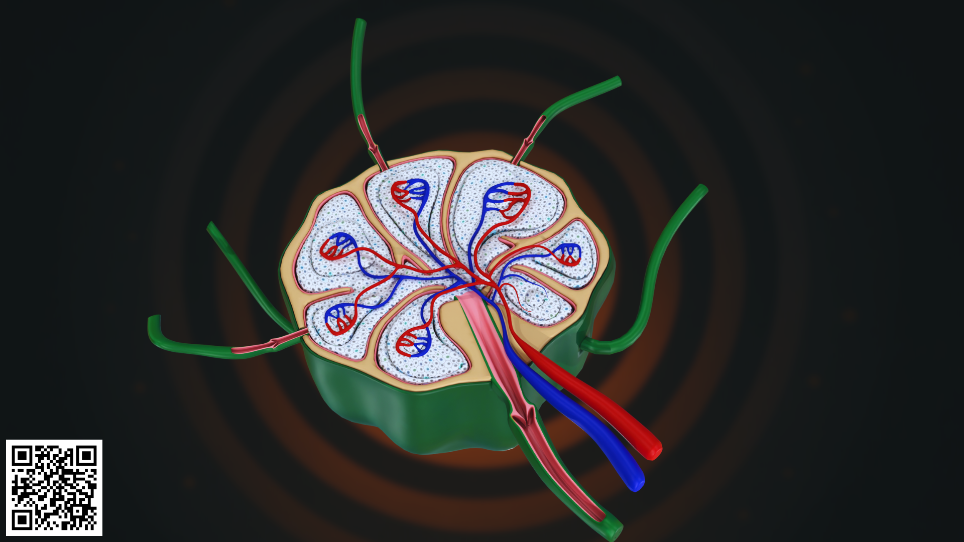 Human Lymph Node Cross Section – Detailed Lymphatic System 3D Model | Fab