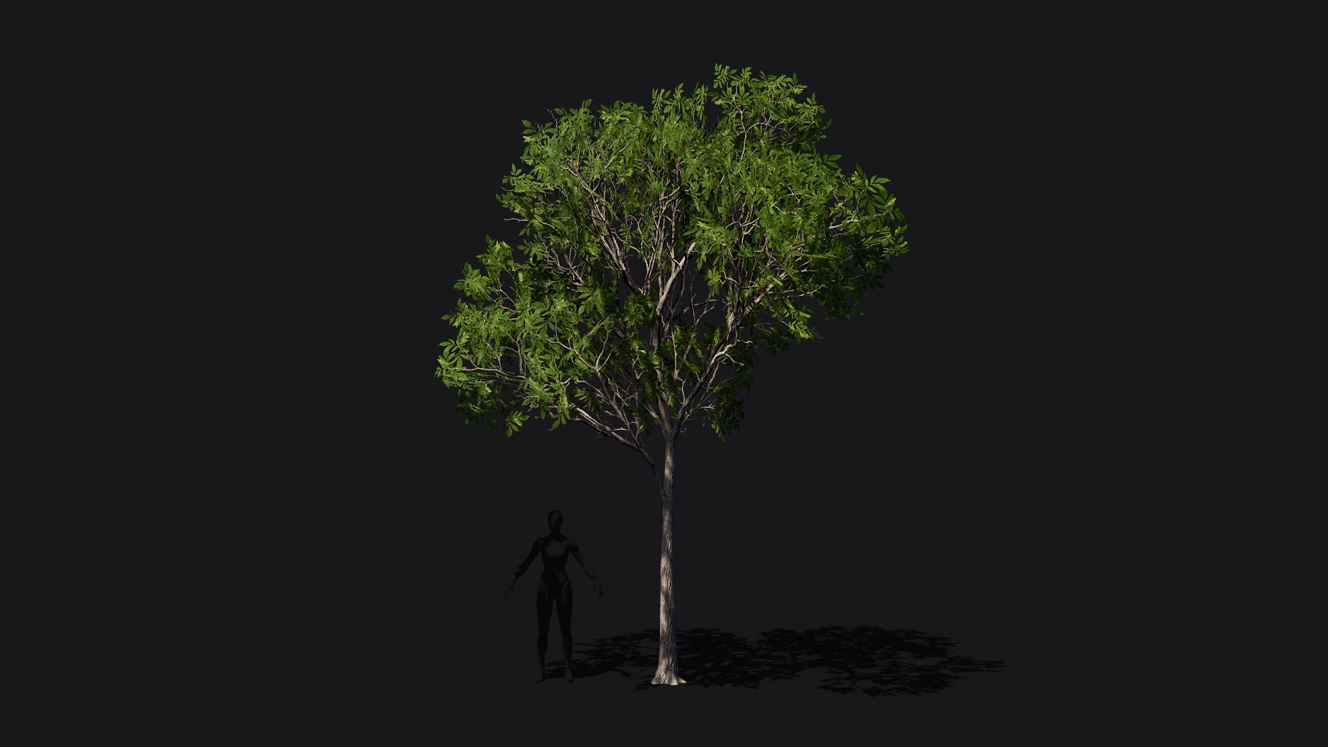 Ash tree game ready low poly | Fab