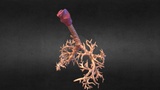 Trachea and Bronchi: Animated | Fab
