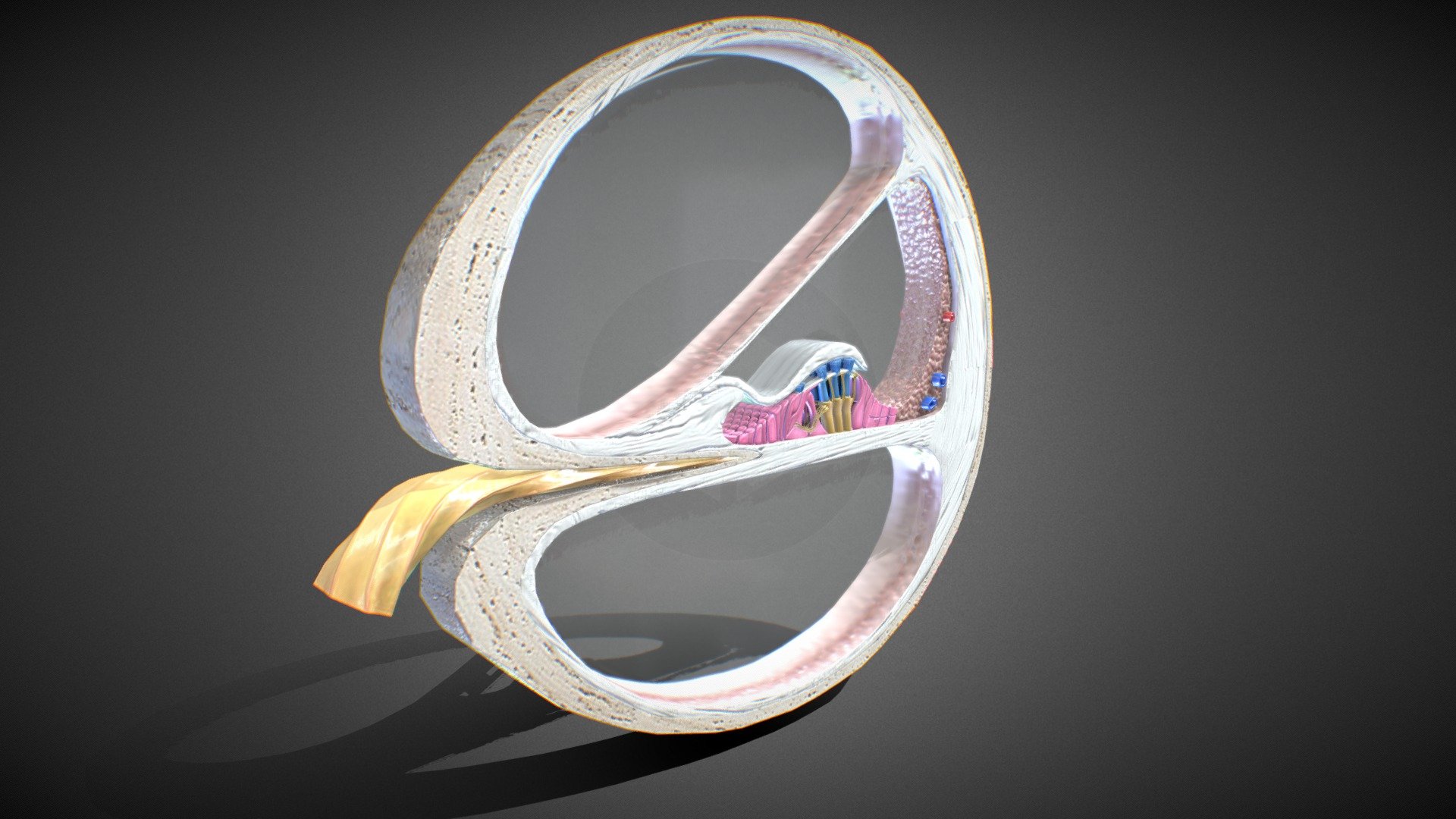 3D Cochlea cross-section | Fab