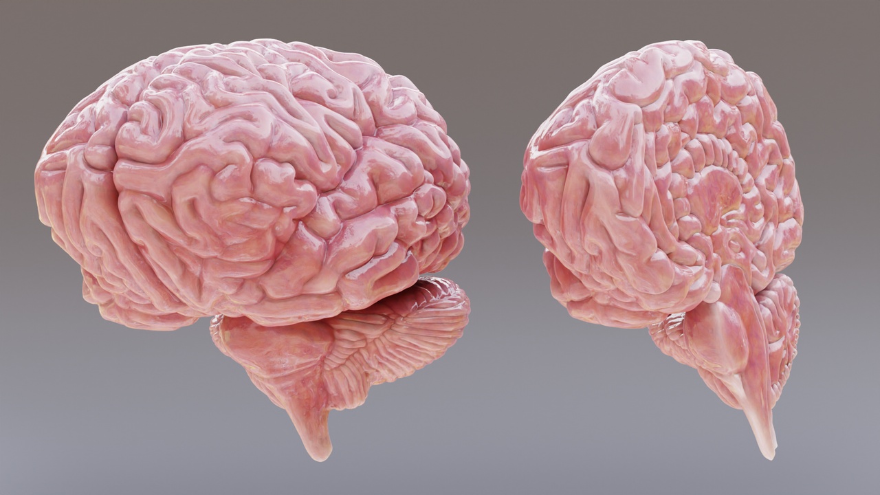 2 Brain Set with Section - Realistic Human Anatomy | Fab