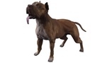 Pitbull Dog – Realistic Rigged & Animated (Game-Ready Animal) | Fab