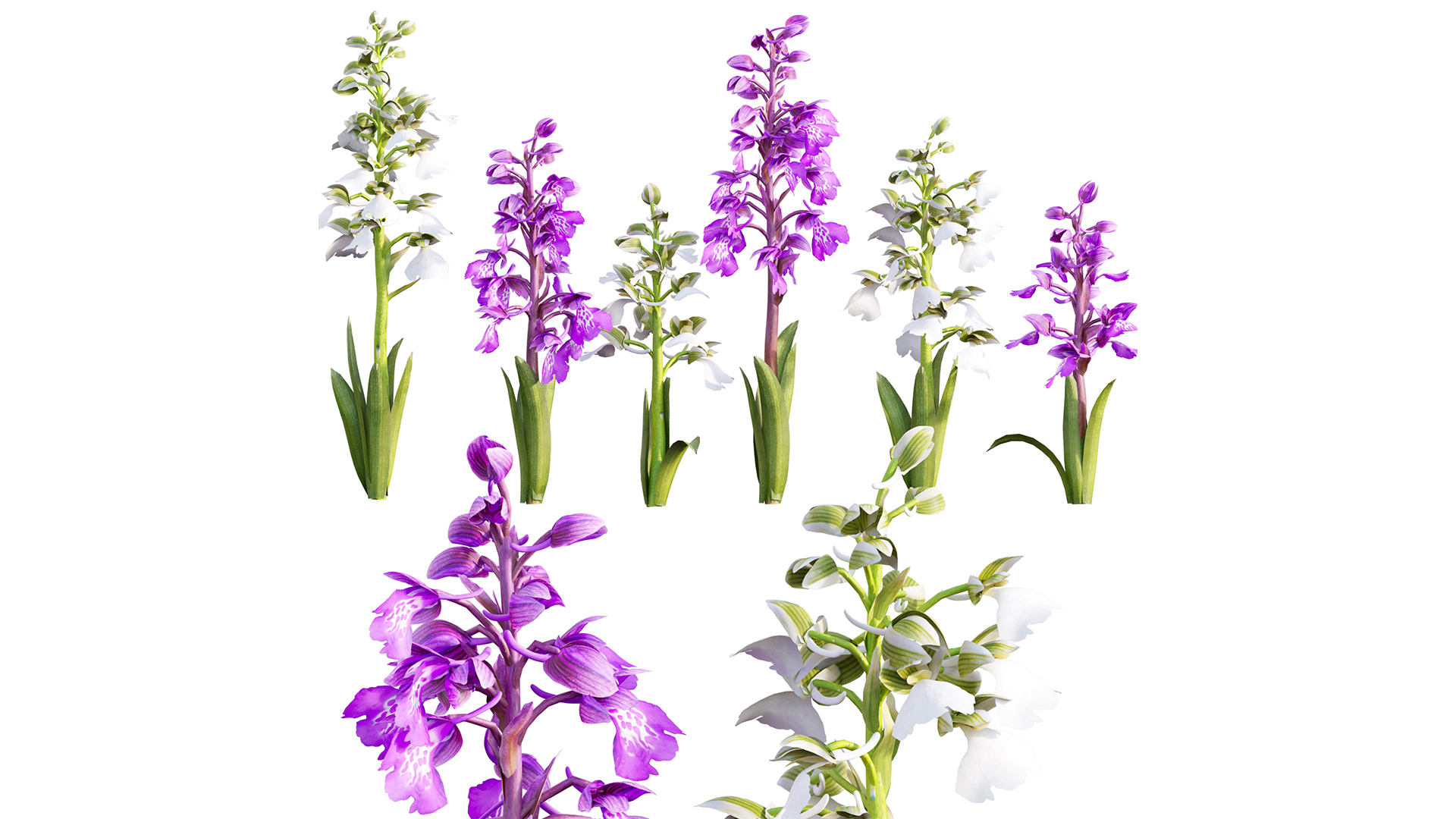 Anacamptis morio - Green winged orchid | Fab
