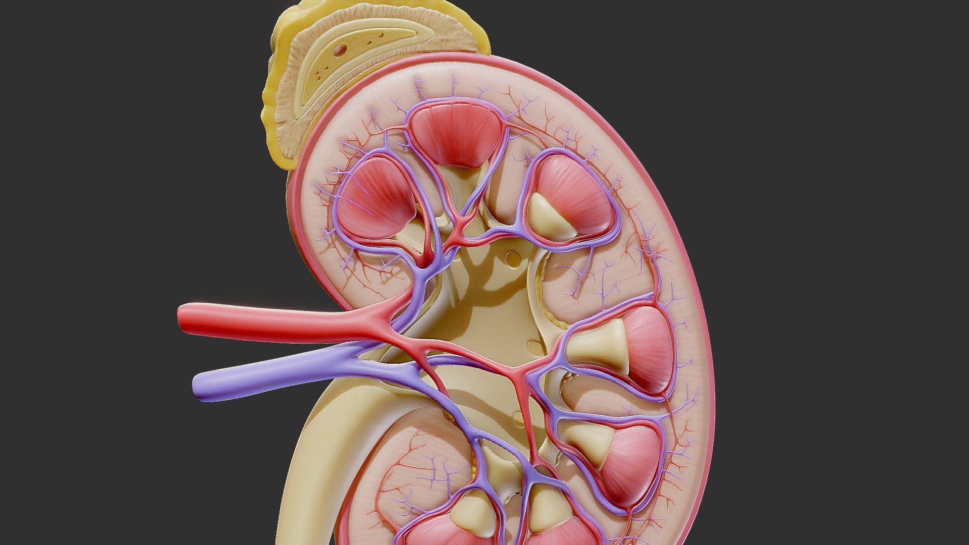 Human Kidney Anatomy Cross Section | Fab
