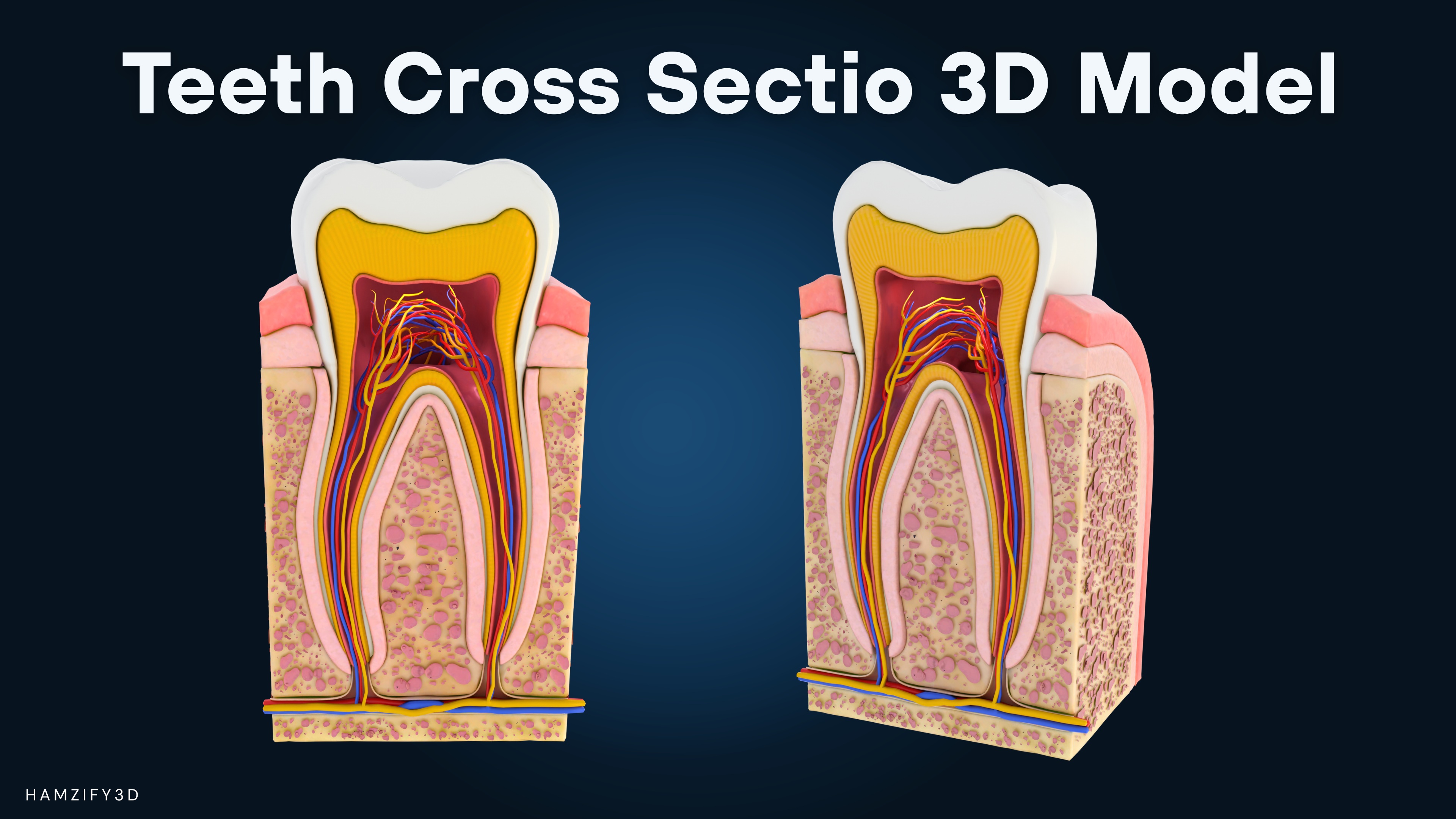 3D Human Teeth Anatomy - Detailed Cross Section Model | Fab