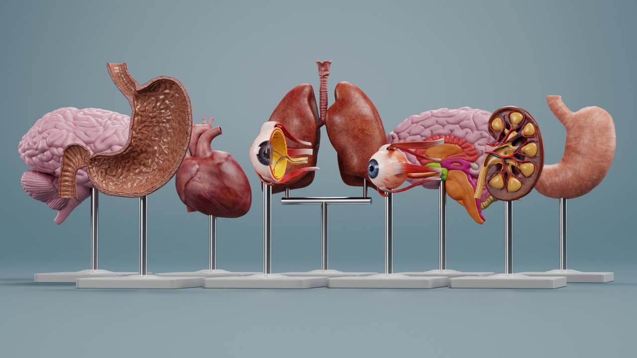 9 Anatomical Models Collection - Educational Organ Set | Fab