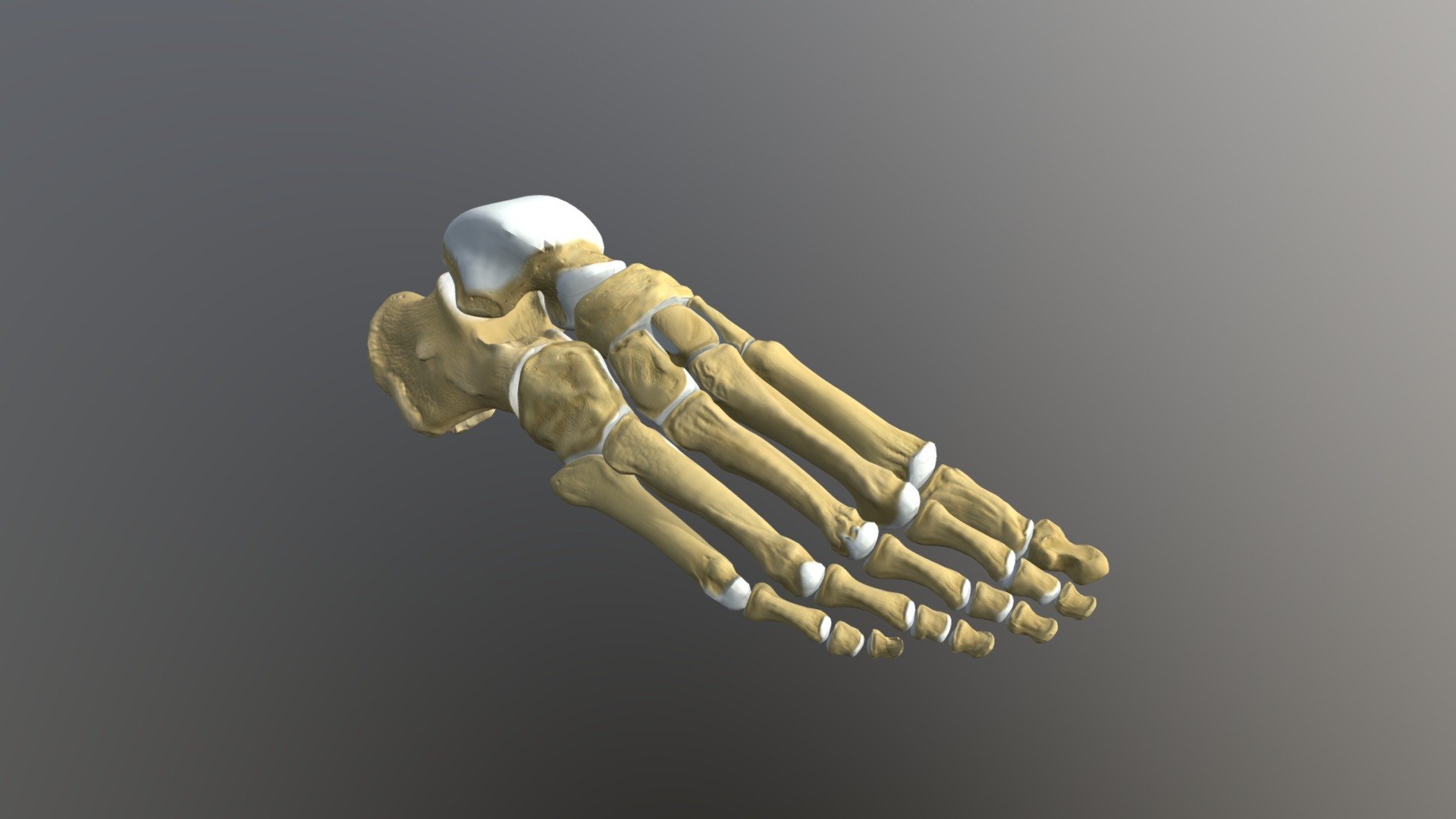 Human foot bones | Fab